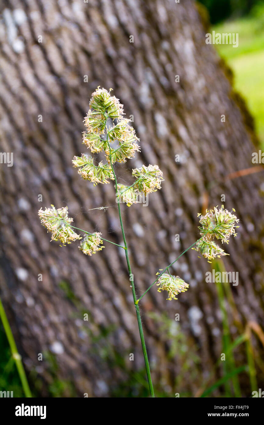 A weed is photographed in this vertical abstract image of a plant in ...