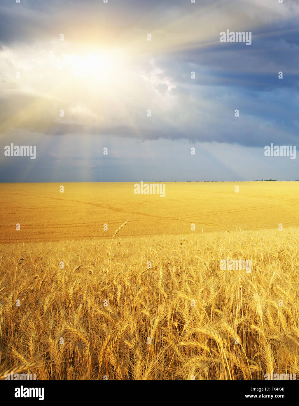 Meadow of wheat. Nature composition Stock Photo - Alamy