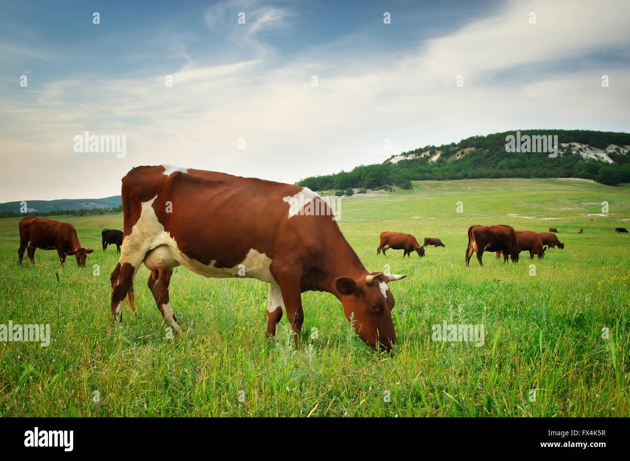 Cow in meadow hi-res stock photography and images - Alamy