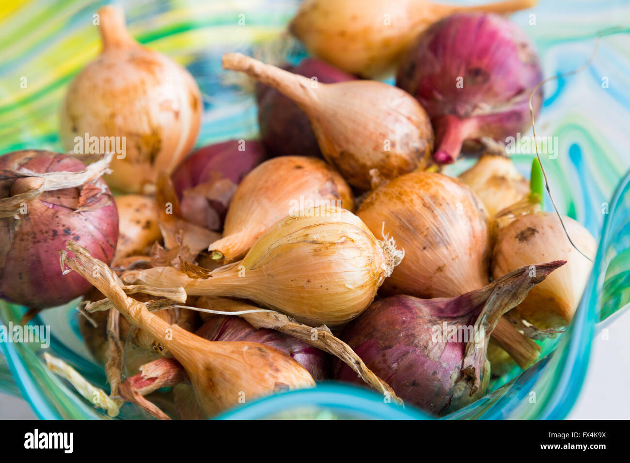 Home grown shallots bowl hi-res stock photography and images - Alamy