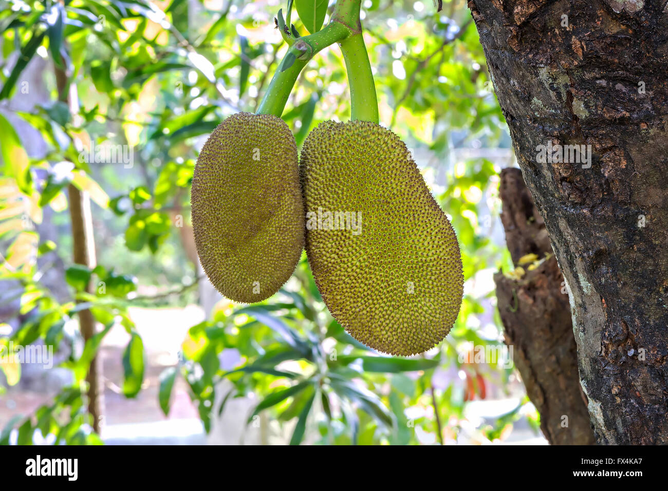 Jackfruit on branch Stock Photo - Alamy