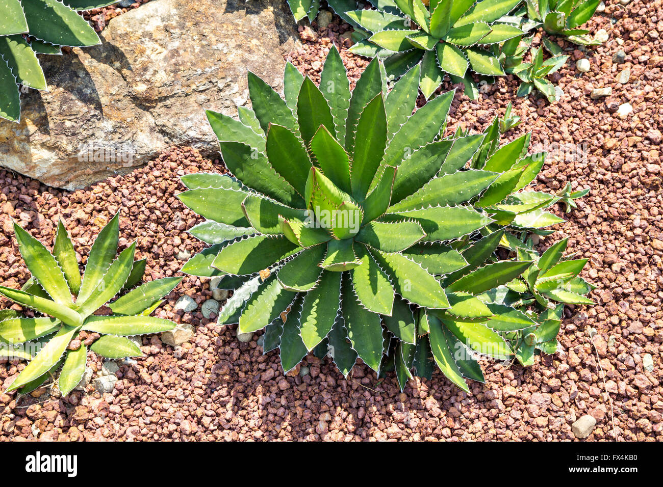 Agave agaves detail hi-res stock photography and images - Alamy