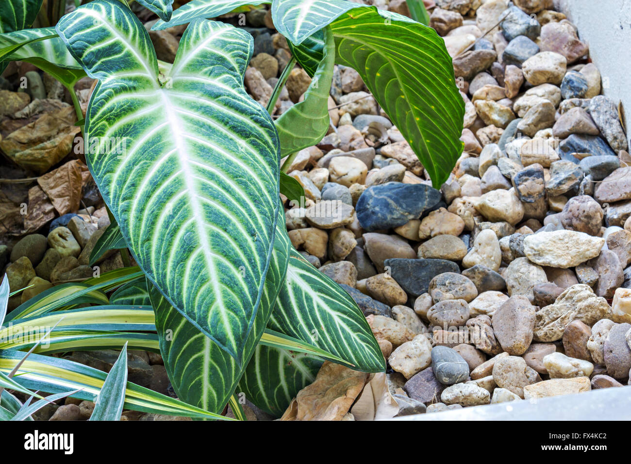 Philodendron Rainforest High Resolution Stock Photography and Images ...