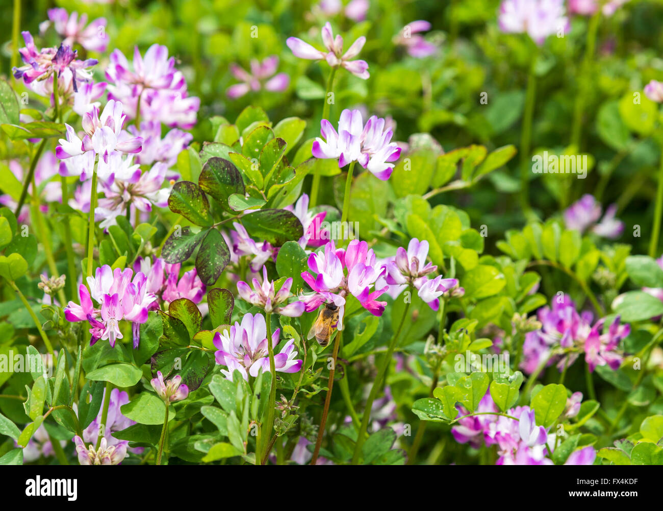Bee vision hi-res stock photography and images - Alamy