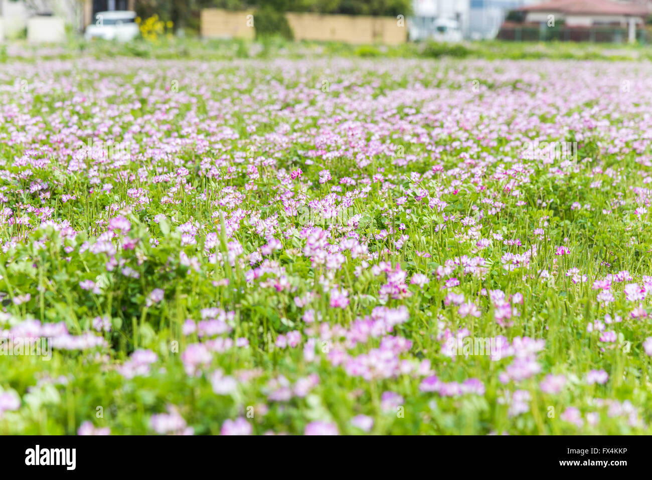Pink milk vetch hi-res stock photography and images - Alamy
