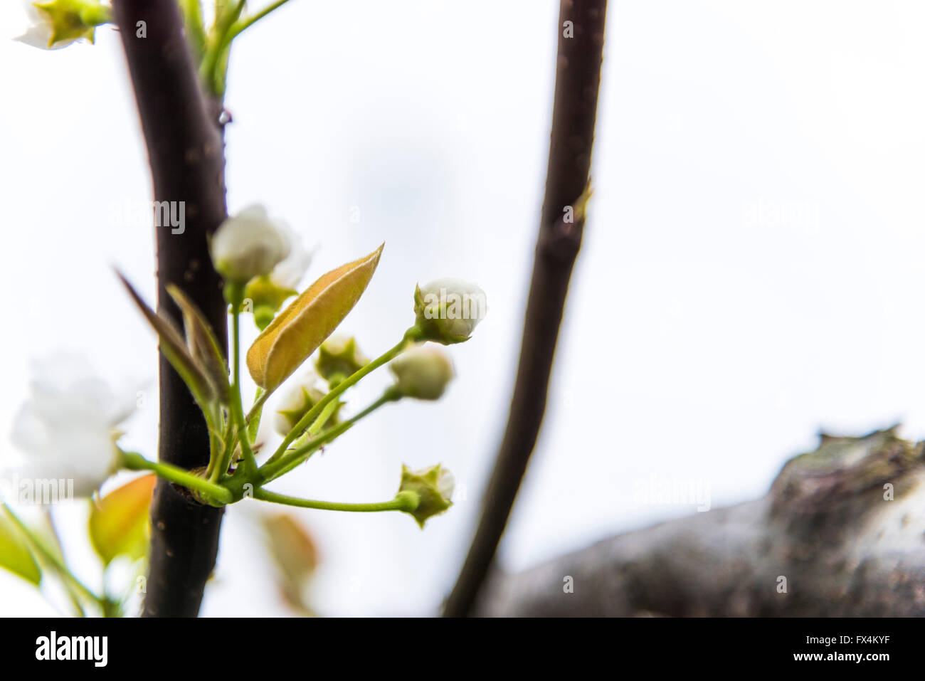 Asian pear tree flowers hi-res stock photography and images - Alamy
