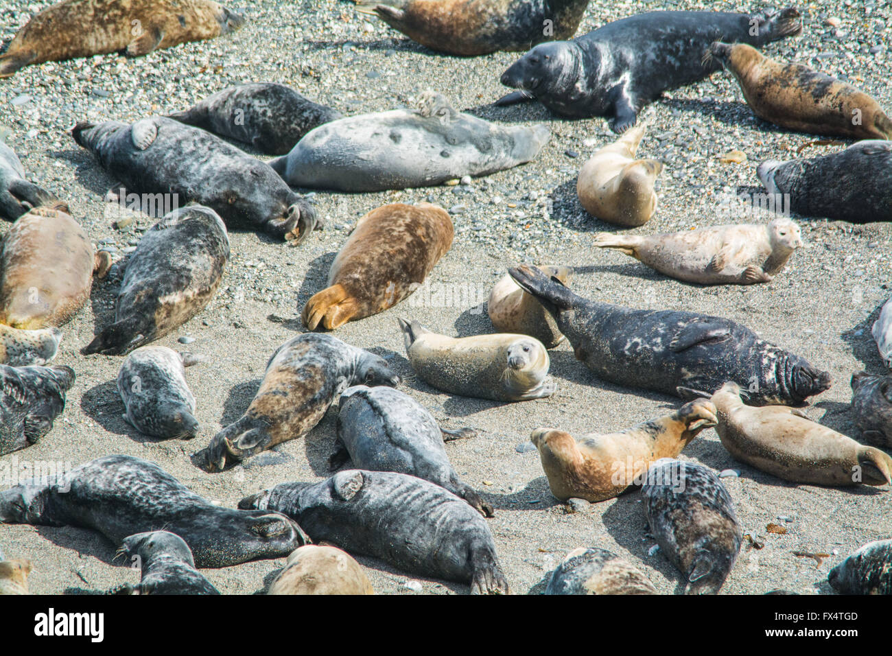 Godrevy, Hayle, Cornwall, UK. 11th April 2016. UK Weather. After the ...