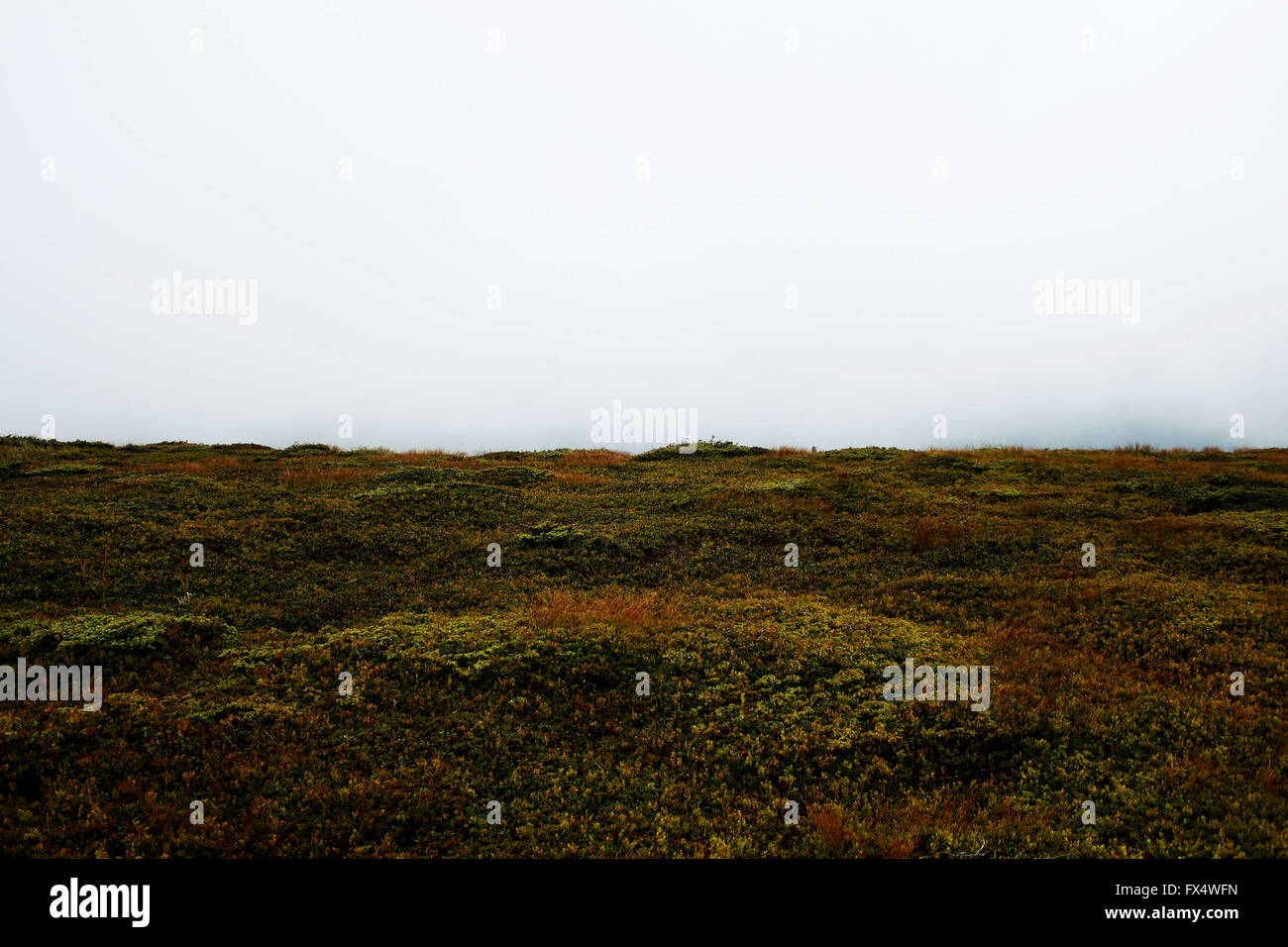 Pip Ivan, Ukraine. 11th Apr, 2016. Misty road to Mount Pip Ivan © Nazar ...