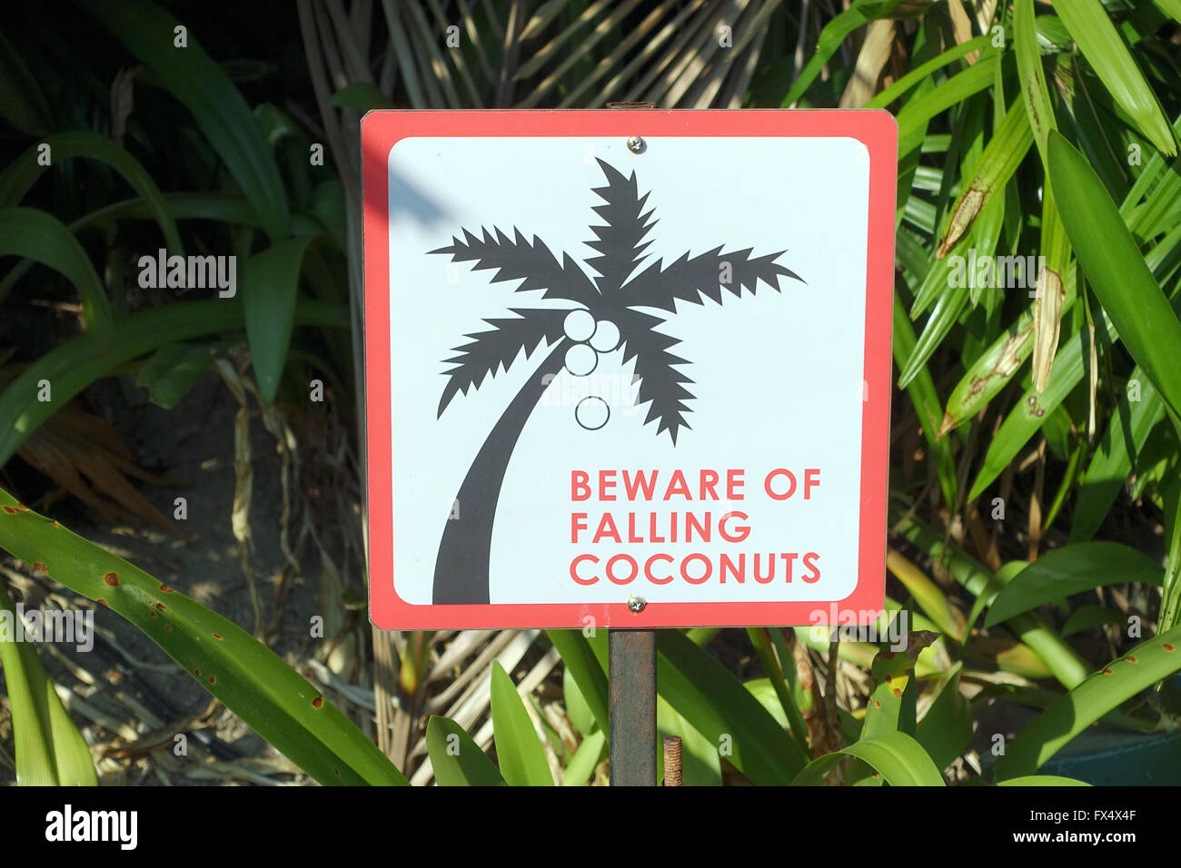 A sign reads 'Beware of falling coconuts' on the grounds of a hotel in ...
