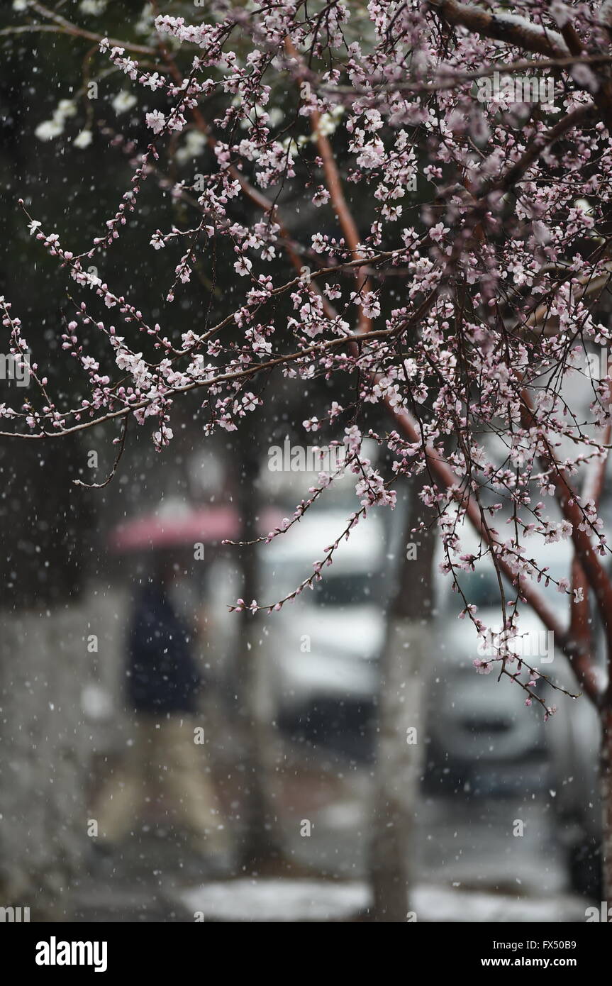Changchun. 12th Apr, 2016. Photo taken on April 12, 2016 shows peach ...