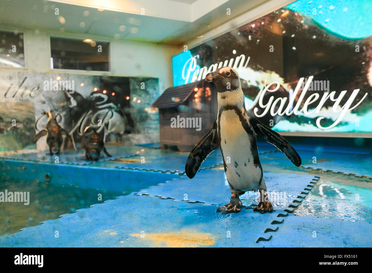 Penguin bar japan hi-res stock photography and images - Alamy