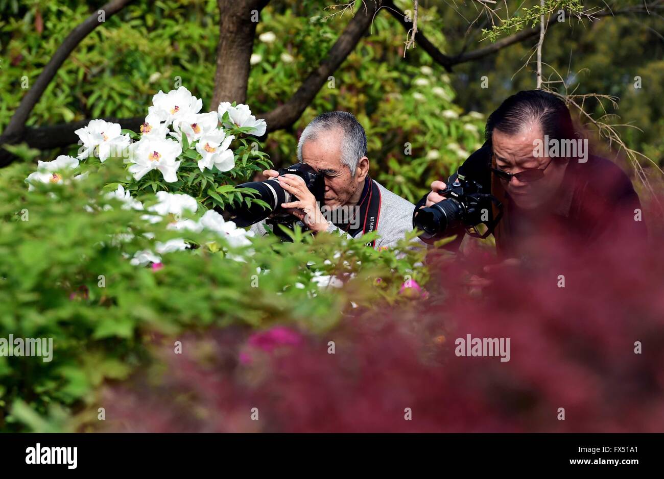 Jinan, China's Shandong Province. 12th Apr, 2016. Photographers take ...