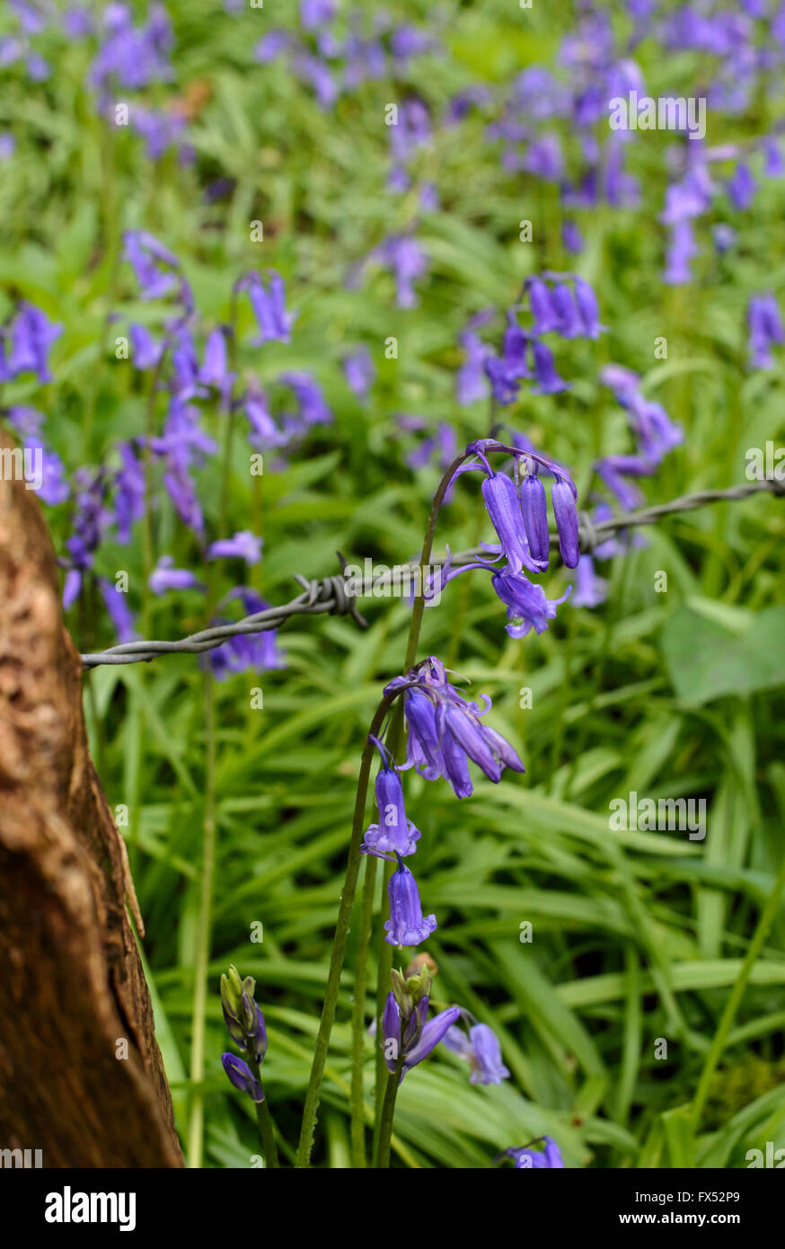 Native plants uk border hi-res stock photography and images - Alamy