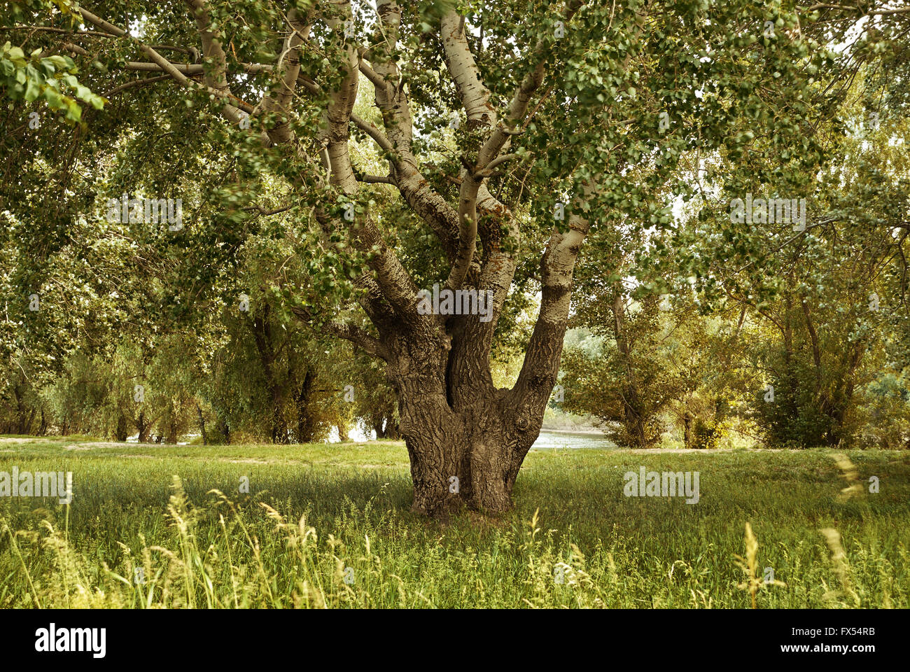 big tree in forest, glade with grass, beautiful summer landscape at day ...