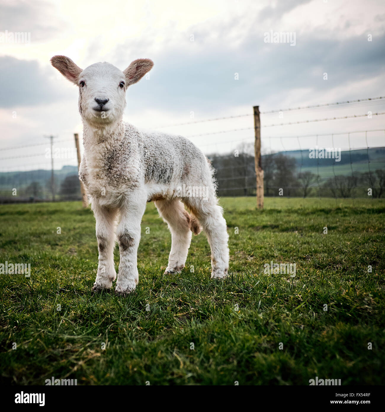 Lambing uk hi-res stock photography and images - Alamy