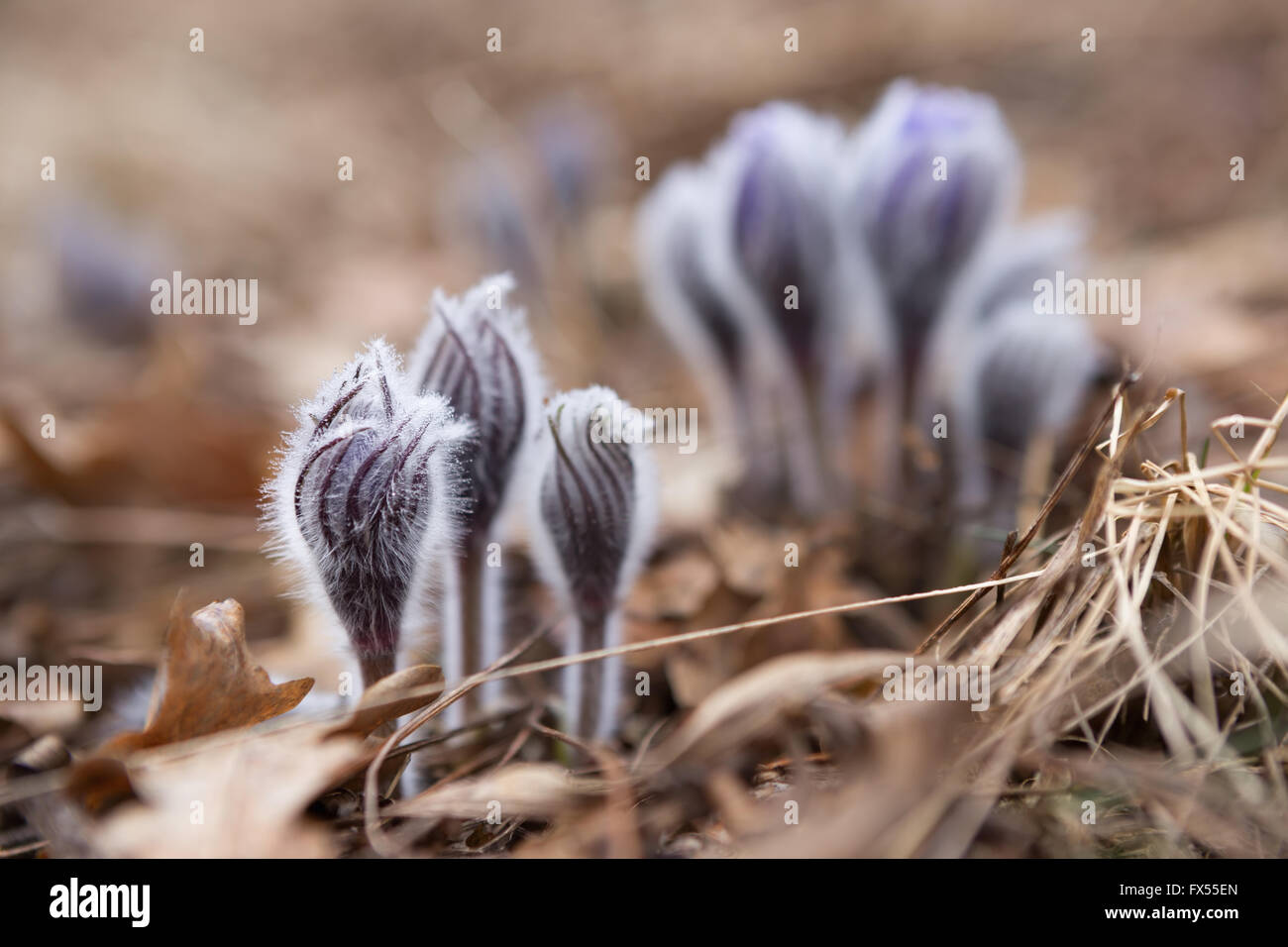 tender first spring March flowers lilac blue pasque-flower, snowdrop ...
