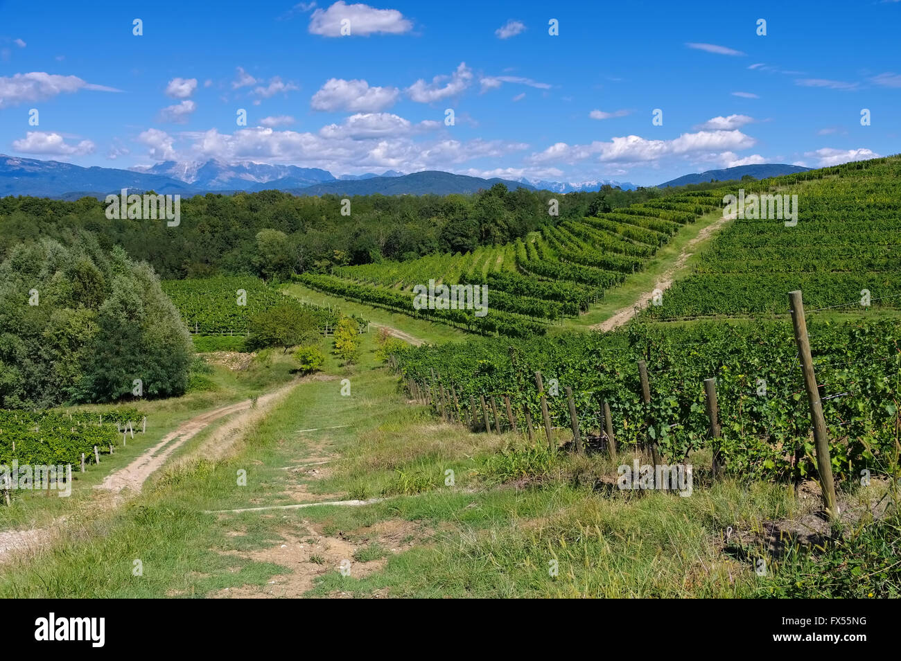 Friuli venezia giulia winery hi-res stock photography and images - Alamy