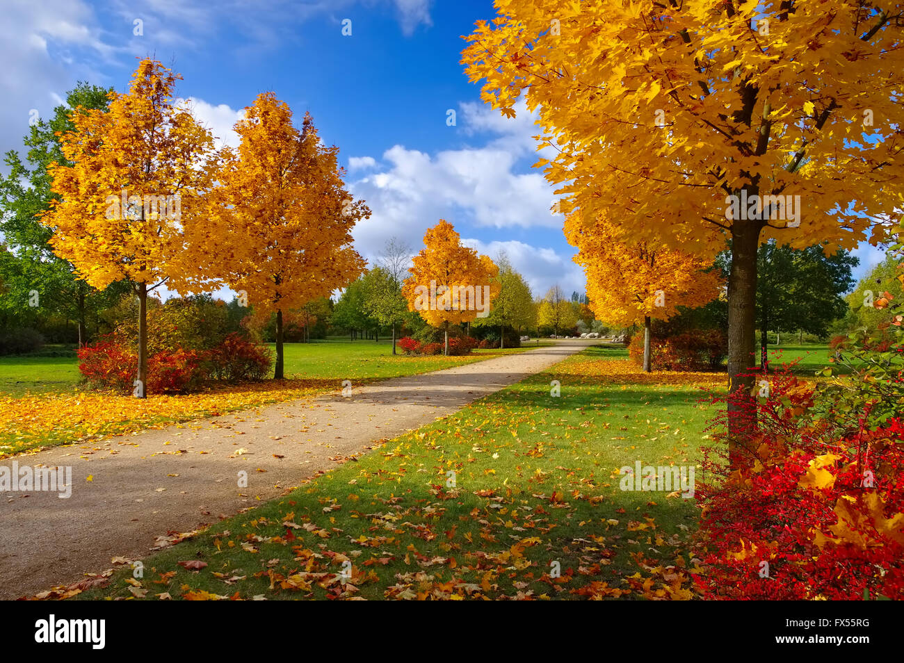 Maple tree avenue hi-res stock photography and images - Alamy