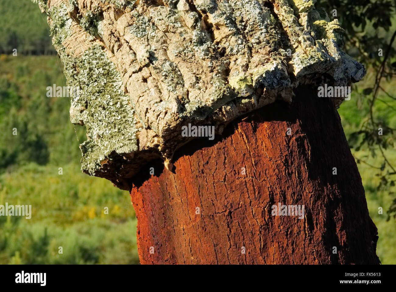 Korkeiche High Resolution Stock Photography and Images - Alamy