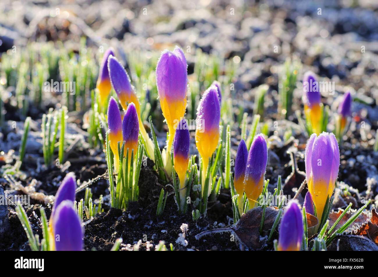 Krokus sieberi Firefly im Frühling - Crocus sieberi Firefly in spring ...