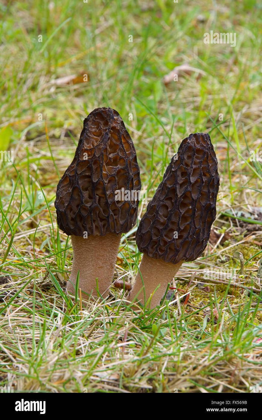 Morchel - morel 05 Stock Photo - Alamy