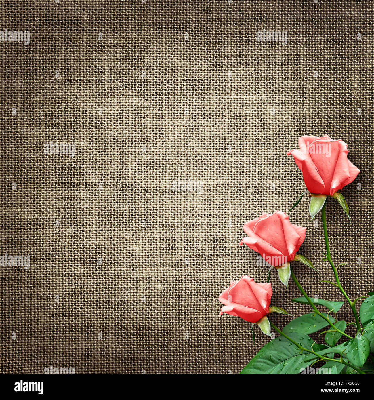 Vintage postcard for congratulation with yellow roses Stock Photo - Alamy