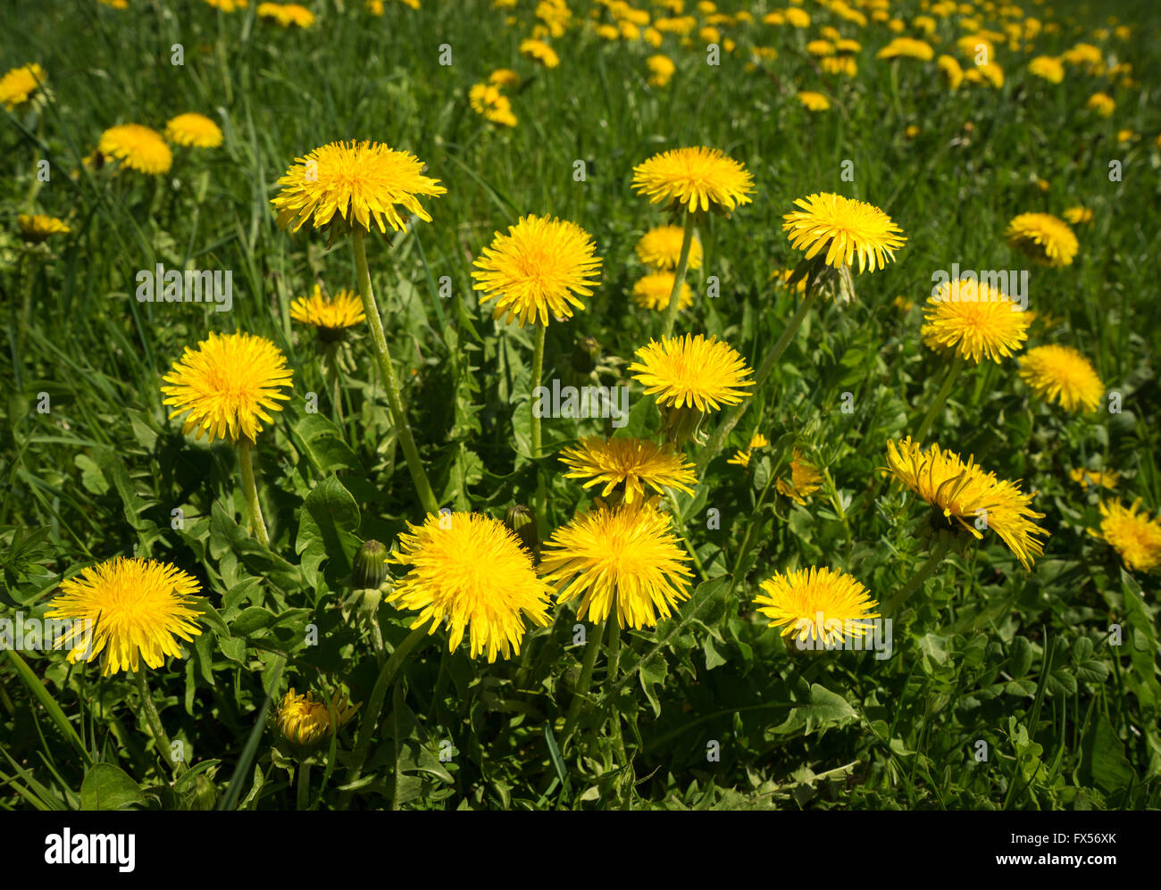 Group of blooming dandelion Stock Photo - Alamy