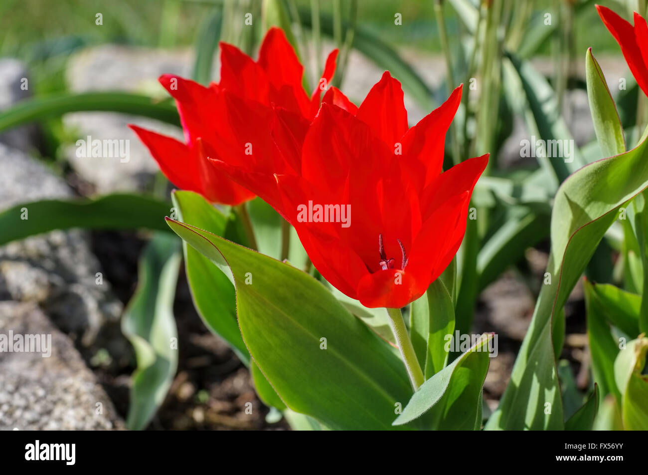Tulpe rot - tulip red 29 Stock Photo - Alamy