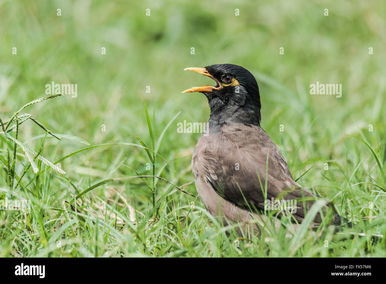 Common Myna sun basking Stock Photo - Alamy
