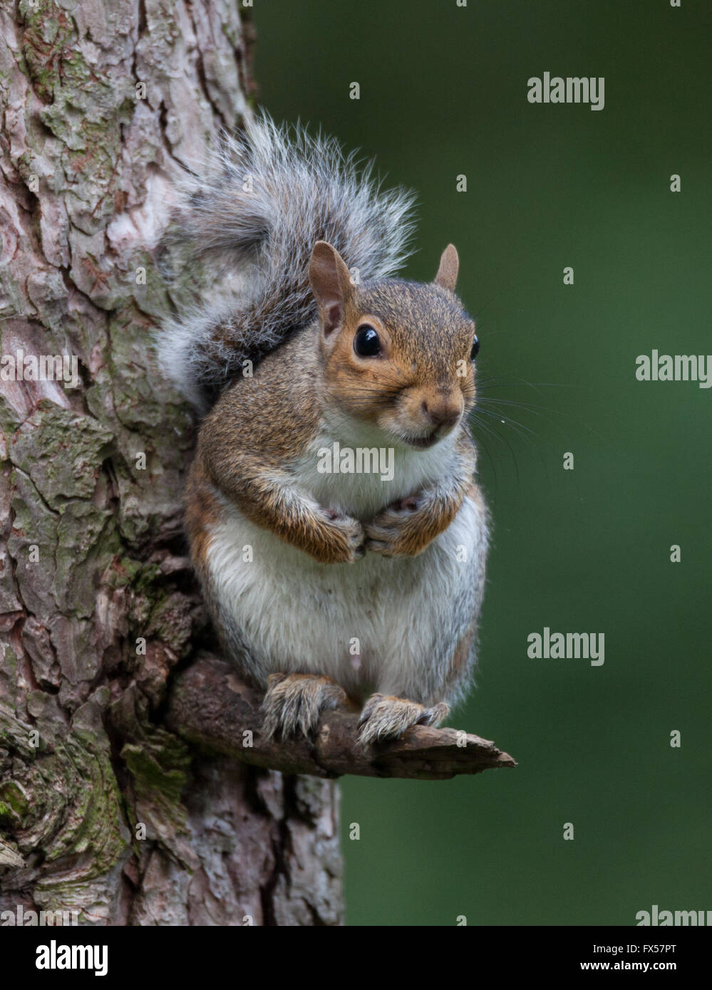 Grey squirrel tree hi-res stock photography and images - Alamy