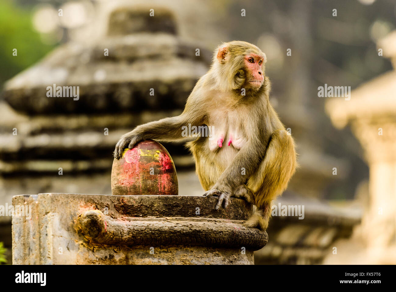A monkey in Hindu Temple in Nepal sitting next to Shiva Lingam Stock ...