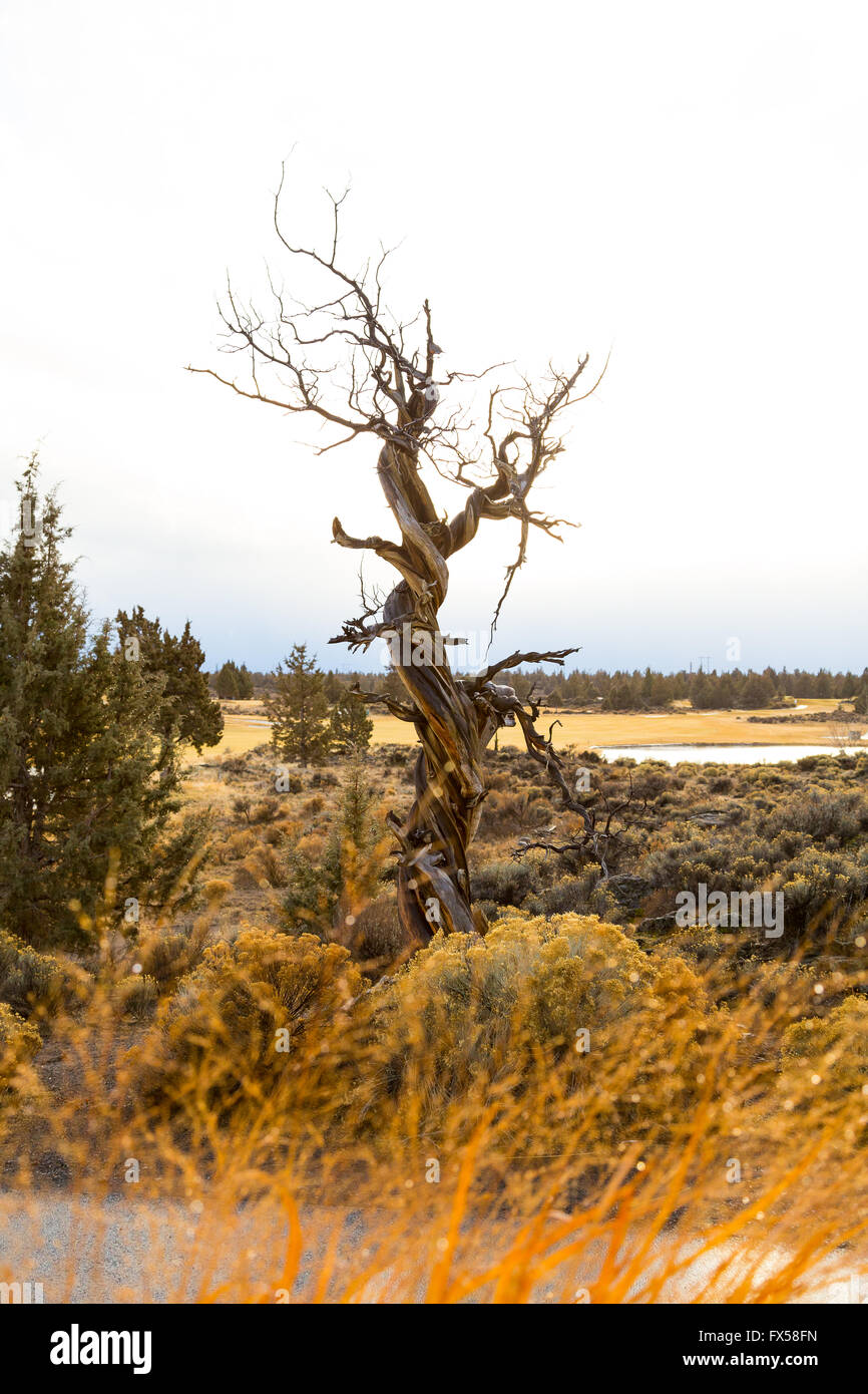 Large twisted juniper tree in Central Oregon during the winter just ...