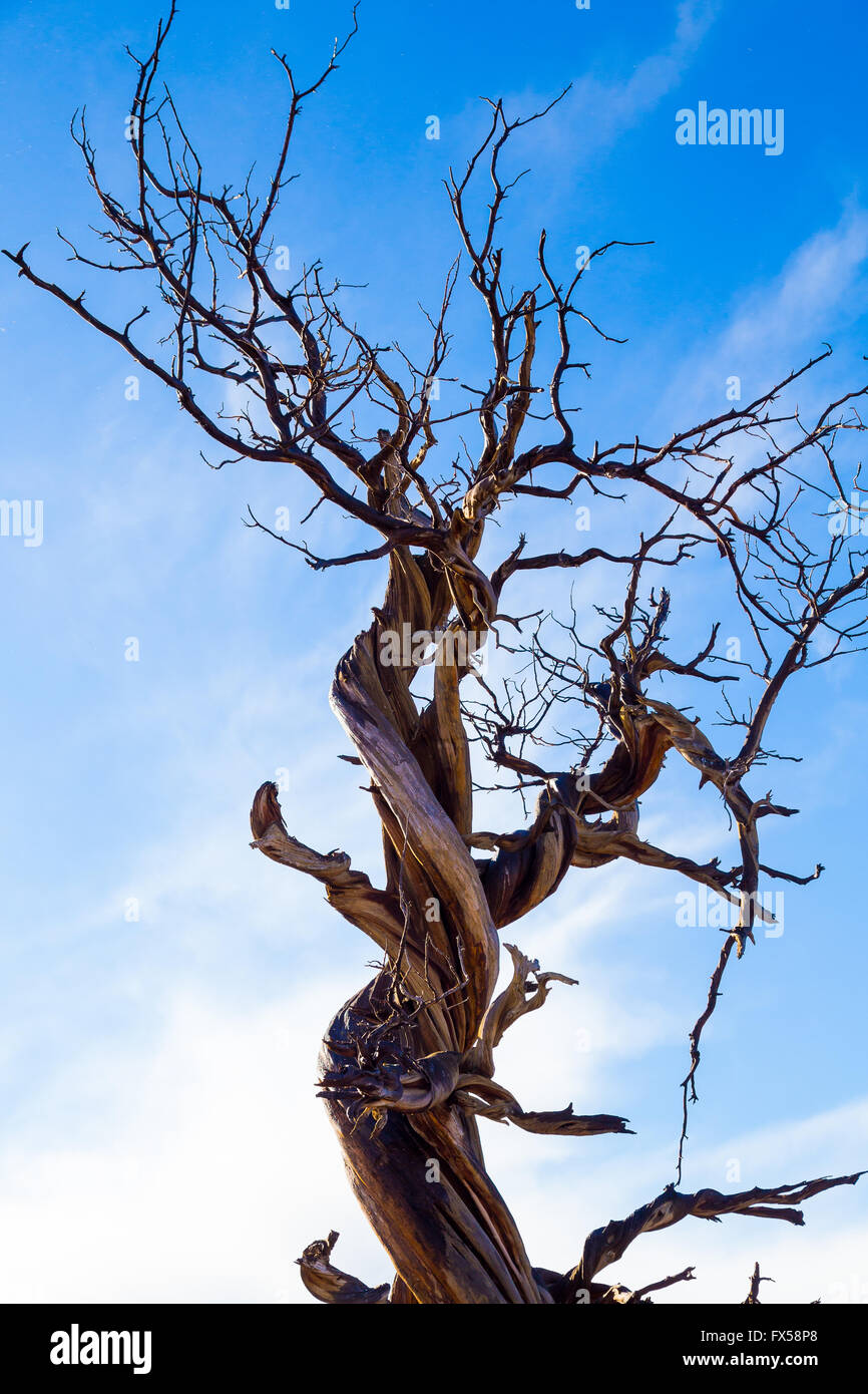 Large twisted juniper tree in Central Oregon during the winter just ...