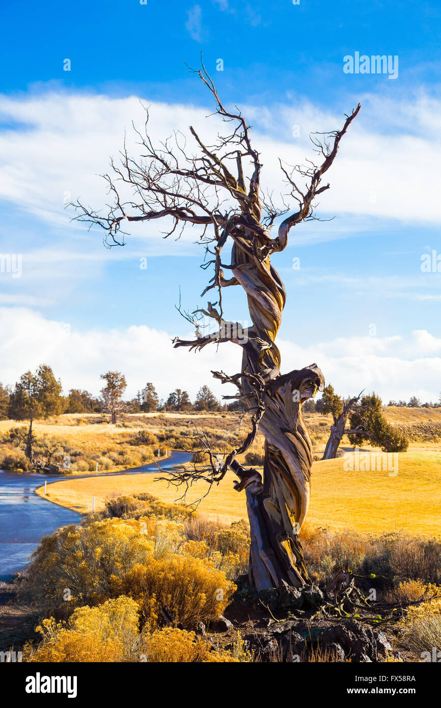 Large twisted juniper tree in Central Oregon during the winter just ...