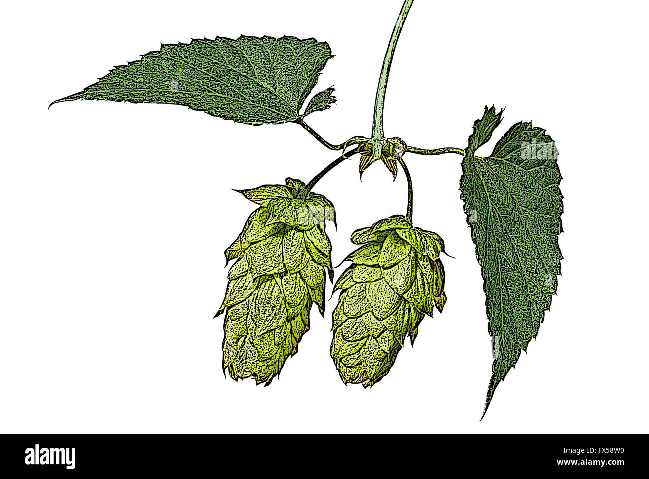 illustration of hop cones on the white background Stock Photo - Alamy