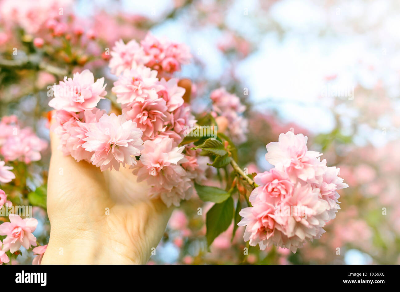 Woman's hand reaches for blooming sakura on a tree branch. Toned photo ...