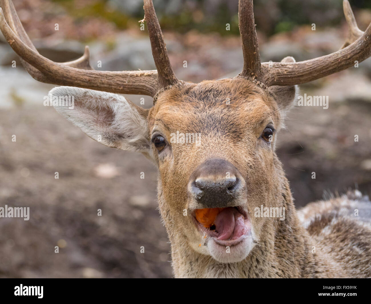 Cervidae High Resolution Stock Photography and Images - Alamy