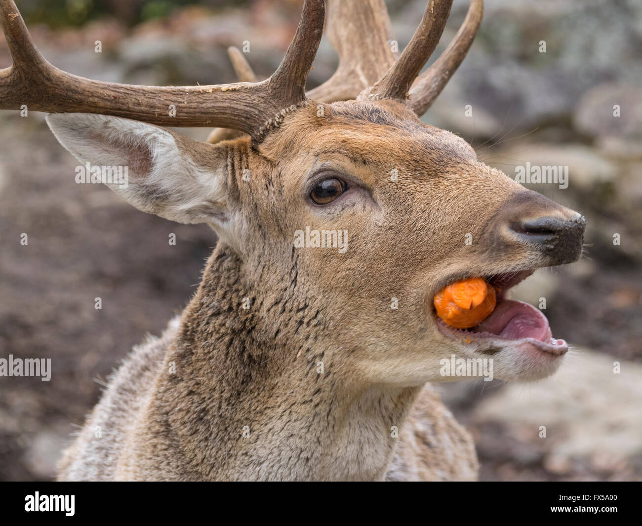 Fall animals hi-res stock photography and images - Alamy