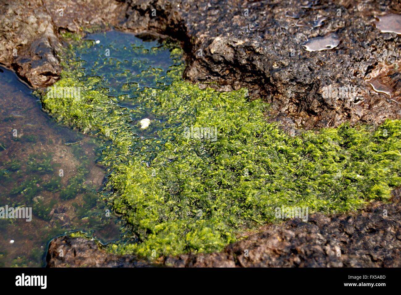 Seaweed and rocks at the coastline Stock Photo - Alamy
