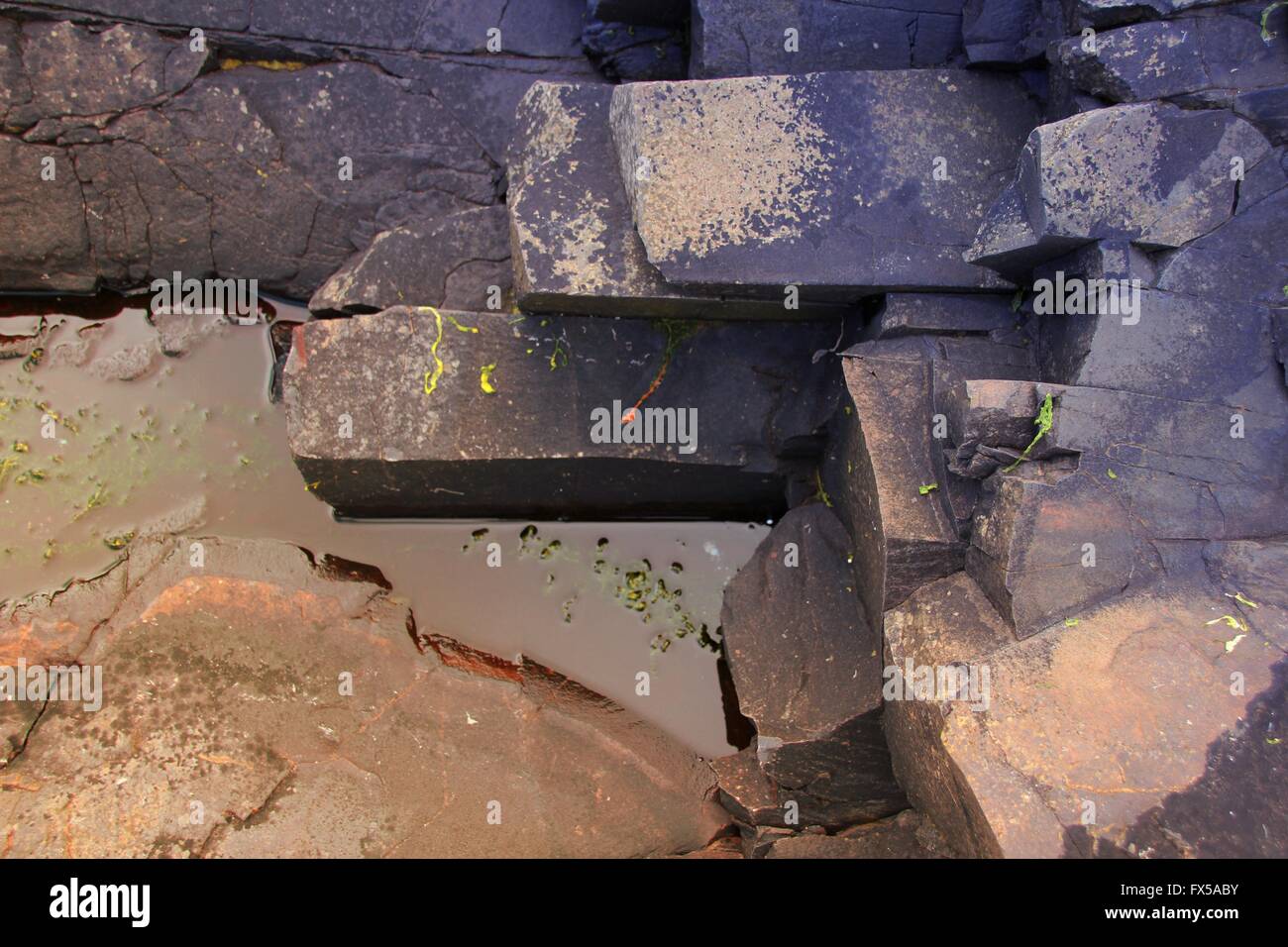 Seaweed and rocks at the coastline Stock Photo - Alamy