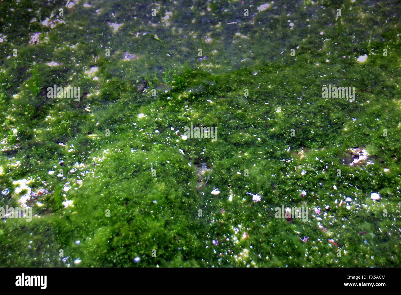 Seaweed and rocks at the coastline Stock Photo - Alamy
