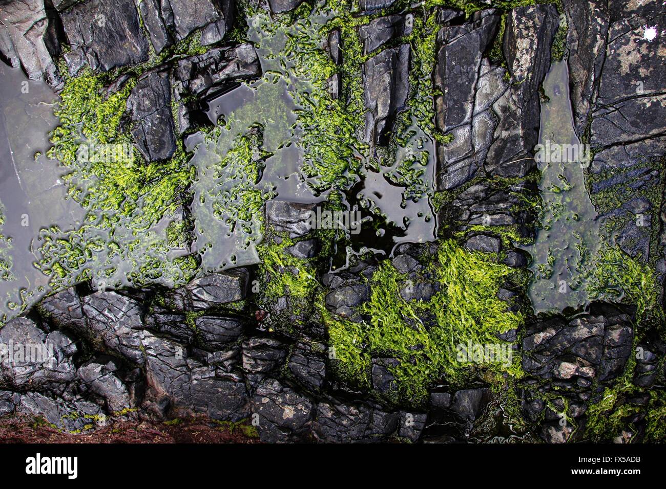 Seaweed and rocks at the coastline Stock Photo - Alamy