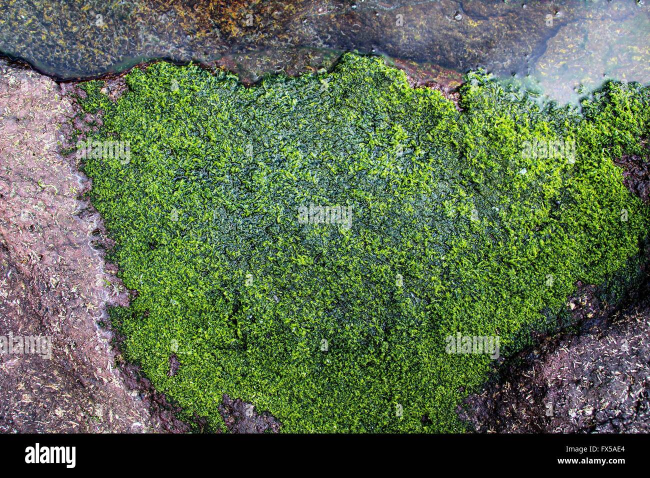 Seaweed and rocks at the coastline Stock Photo - Alamy