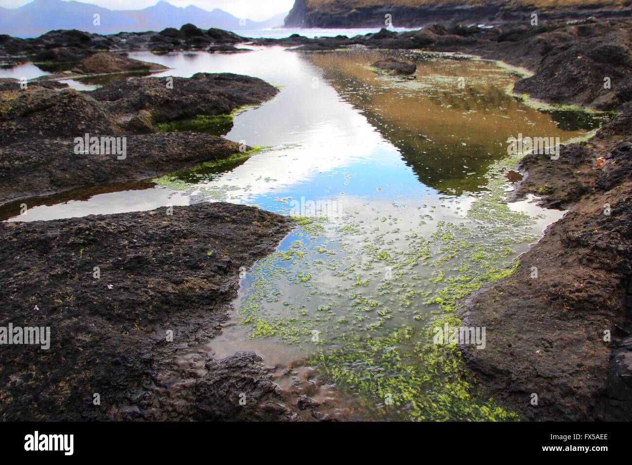 Seaweed and rocks at the coastline Stock Photo - Alamy