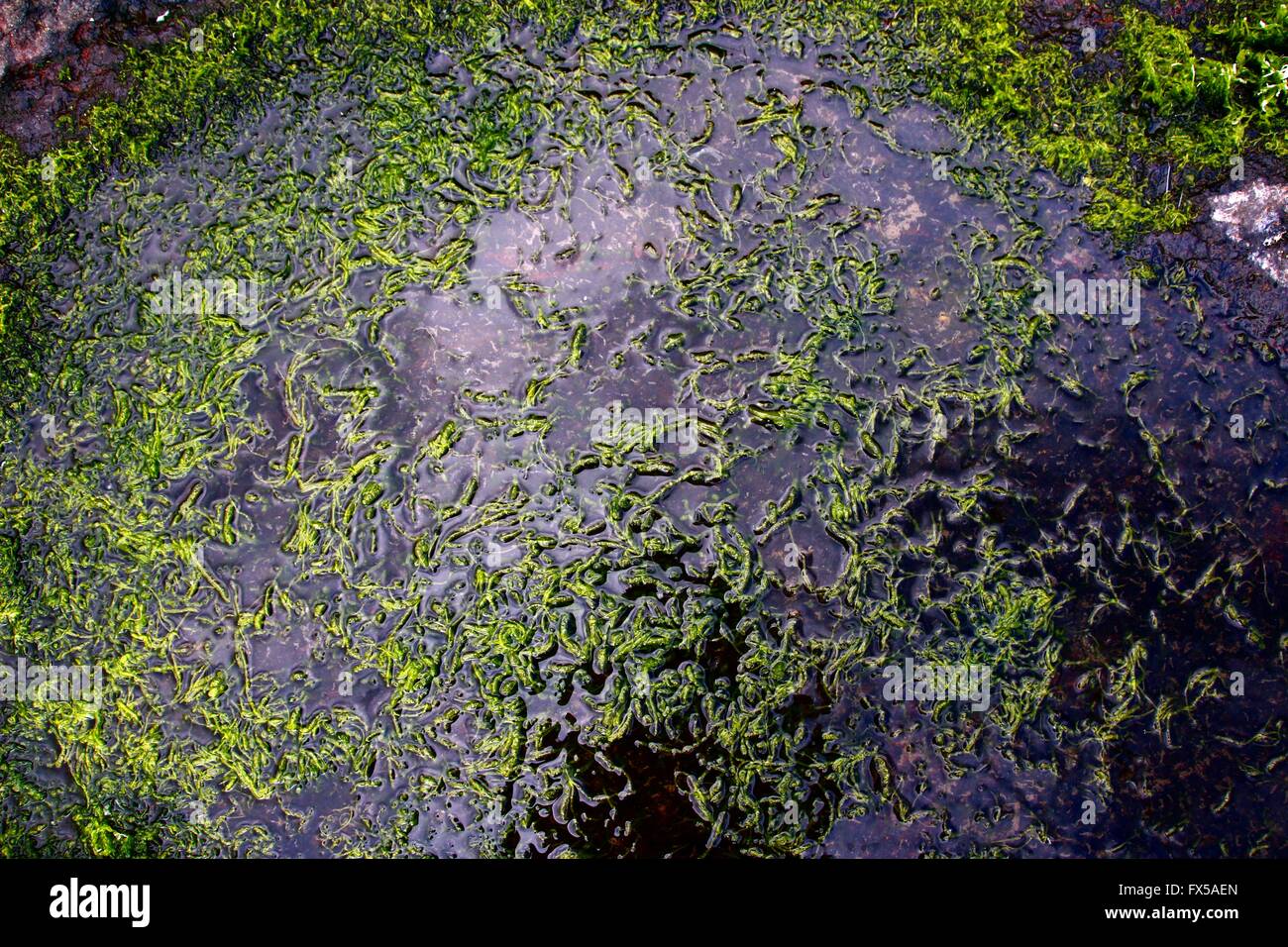 Nori seaweed red algae hi-res stock photography and images - Alamy