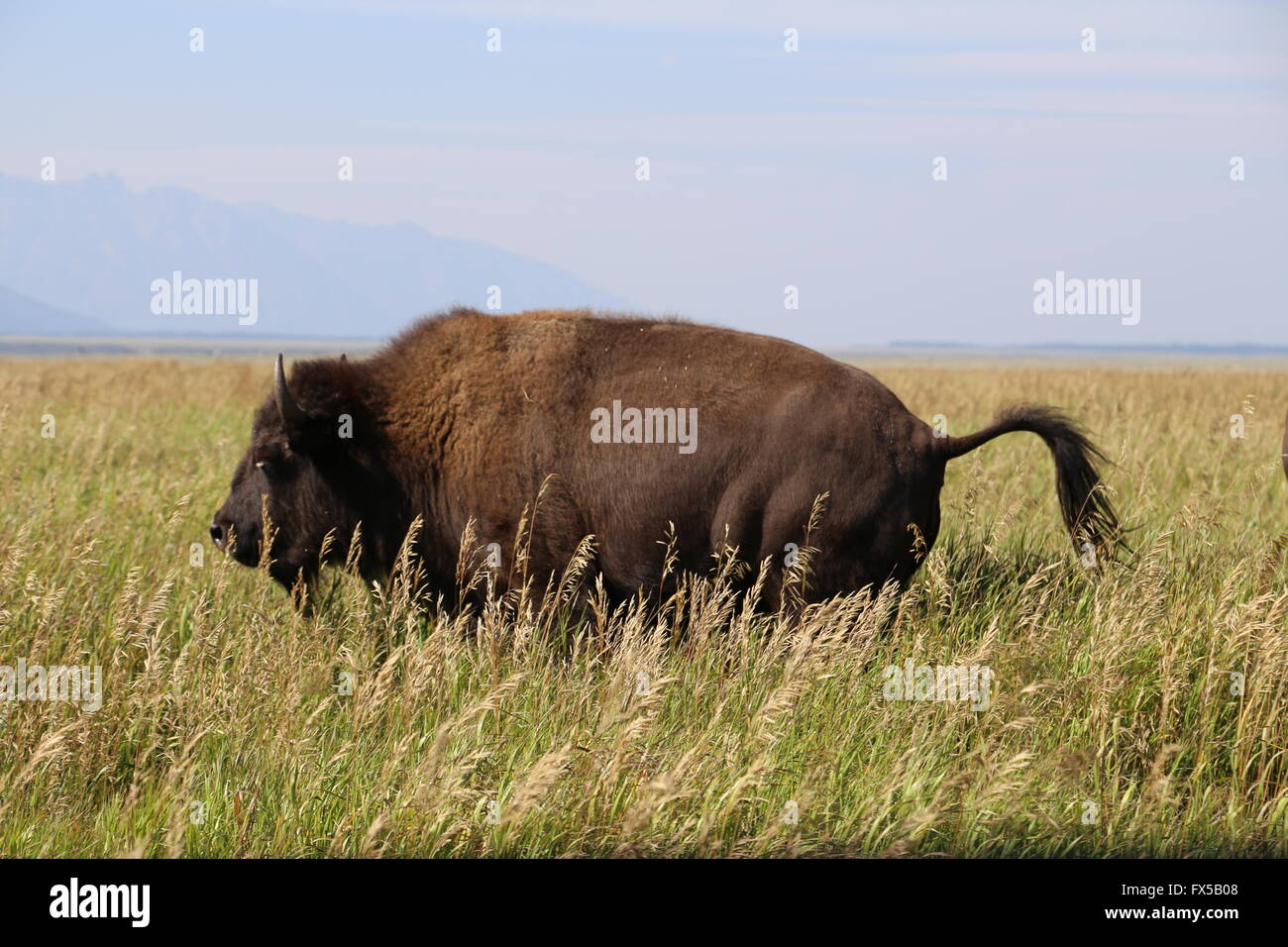 Bison of Yellowstone using the restroom / toilet Stock Photo - Alamy