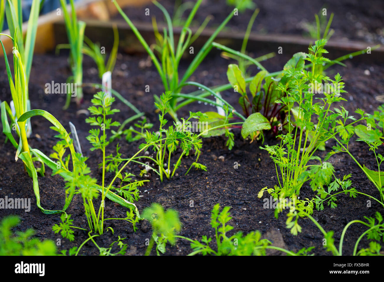 Carrot tops are sprouting up through the soil in a garden bed with nice ...