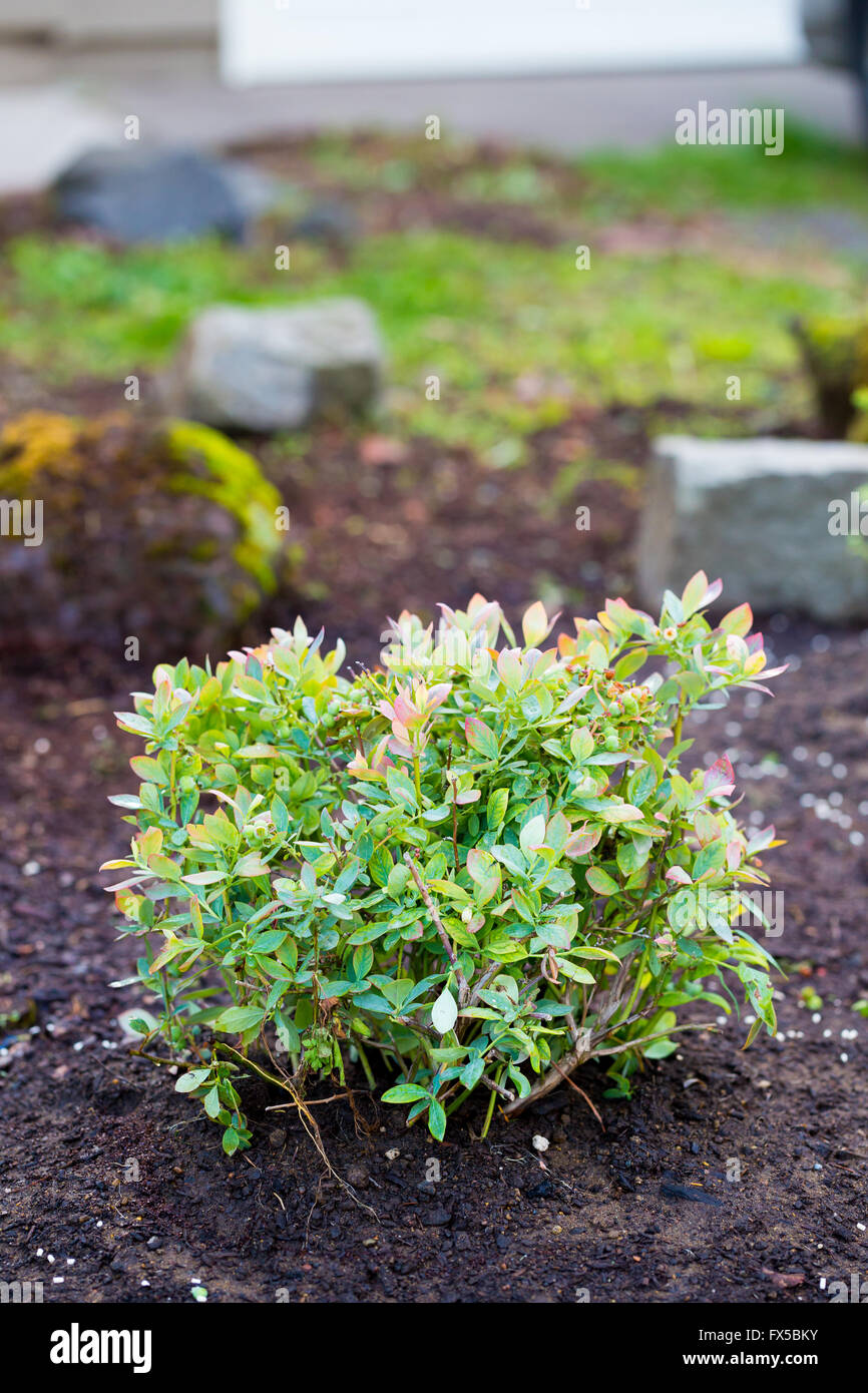 Planting blueberry plants hi-res stock photography and images - Alamy
