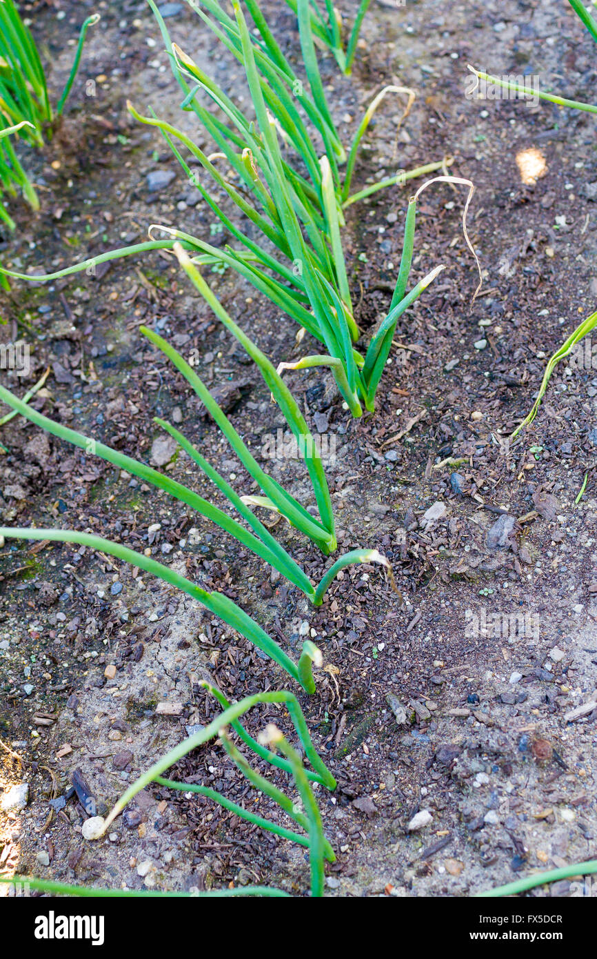 Non Fertile Soil High Resolution Stock Photography and Images - Alamy