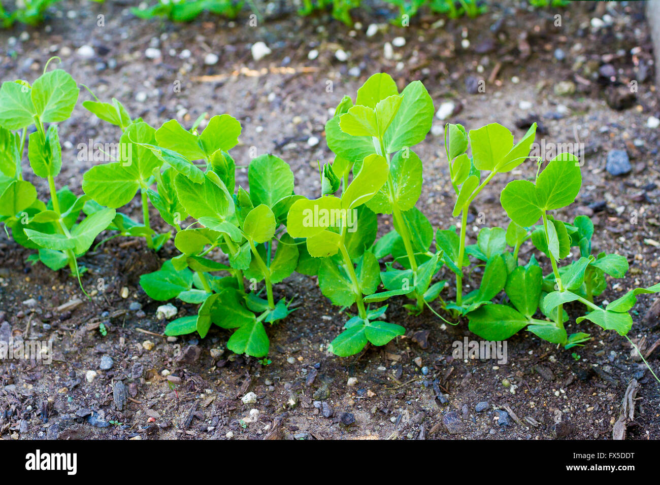 Non fertile soil hi-res stock photography and images - Alamy